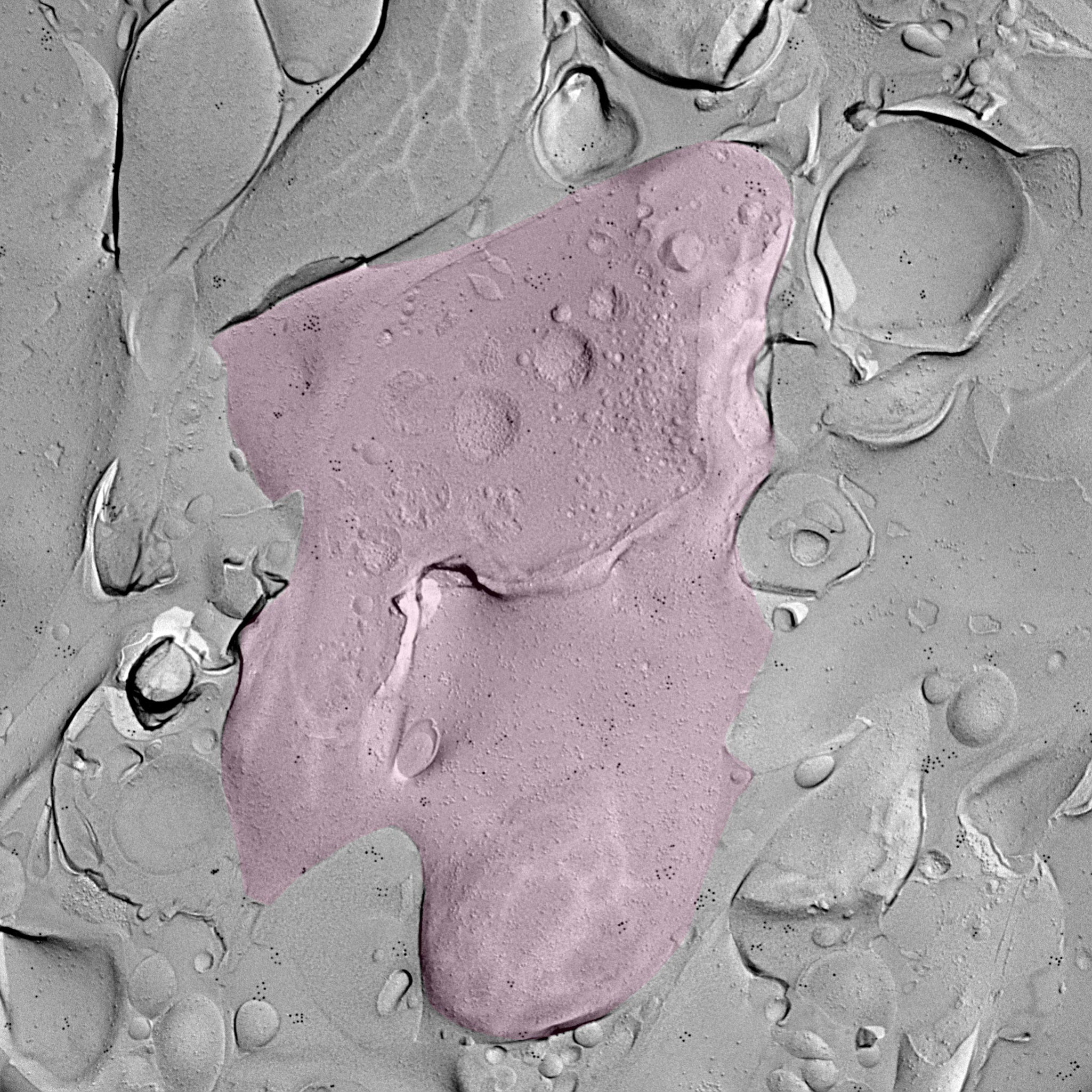 Seeing Memories Form: Scientists Shed New Light on the Hippocampus