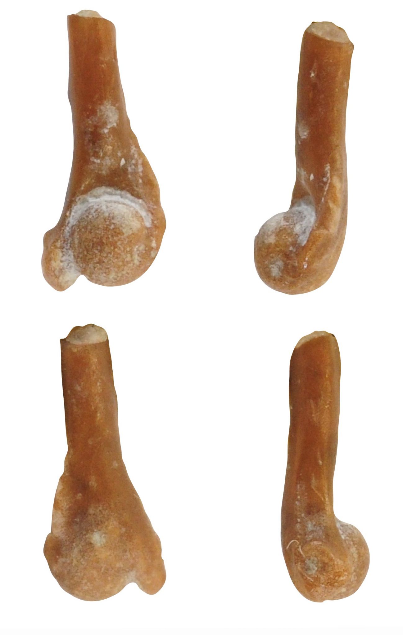 Coquí Fossil Takes Title of Oldest Caribbean Frog – “Pride of Puerto Rico”