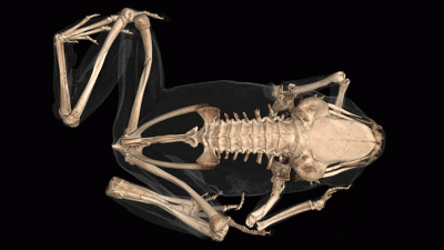 Comprehensive New Amphibian Family Tree Revises Frog Evolution Timeline