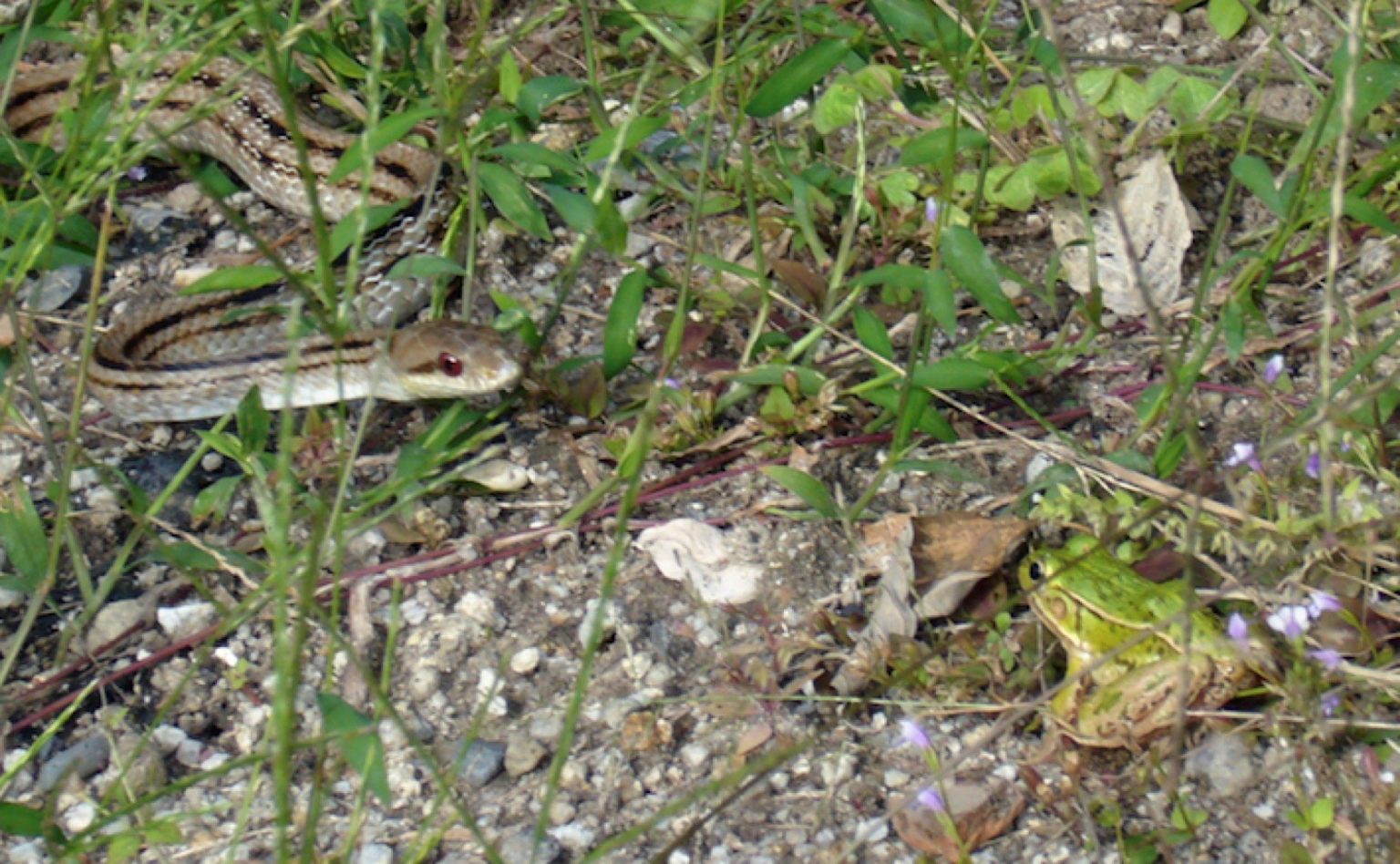 Testing the Patience of Predators and Prey – Snakes and Frogs Appear to ...