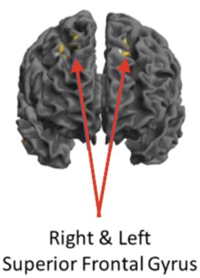 New Study Reveals How the Brain Achieves a Flow State