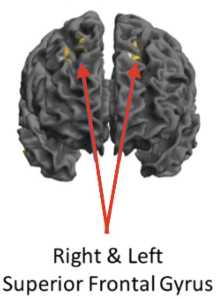 New Study Reveals How the Brain Achieves a Flow State
