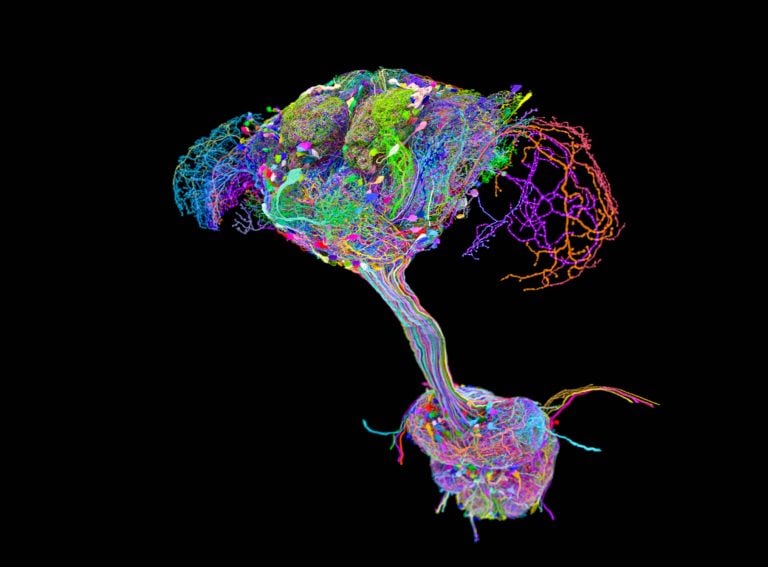 Scientists Mapped Every Neuron in a Fruit Fly and the Brain Wasn't ...