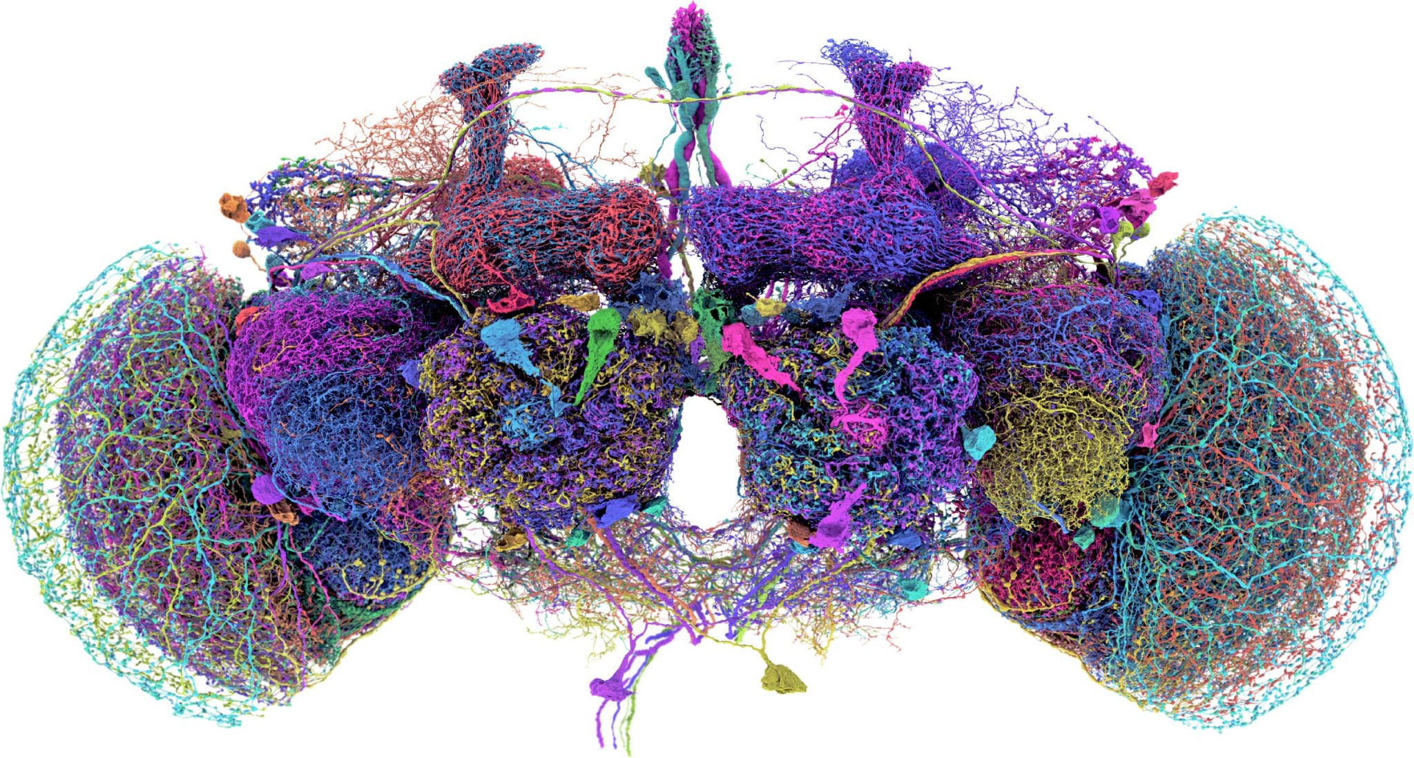 Revolutionizing Neuroscience: Full Connectome of Fruit Fly Brain Revealed