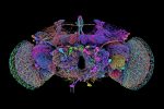 Neuroscience Game-Changer: Entire Fruit Fly Brain Mapped in Stunning ...