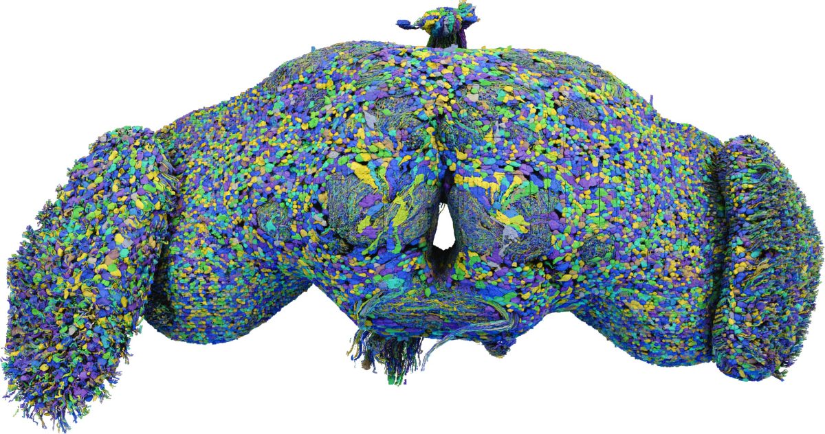 Revolutionizing Neuroscience: Full Connectome of Fruit Fly Brain Revealed