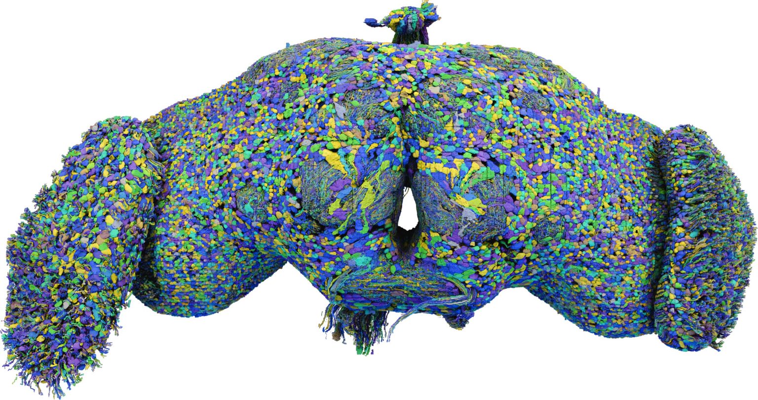 Complete Neural Blueprint: Scientists Map Over 50 Million Connections ...