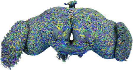 Revolutionizing Neuroscience: Full Connectome of Fruit Fly Brain Revealed