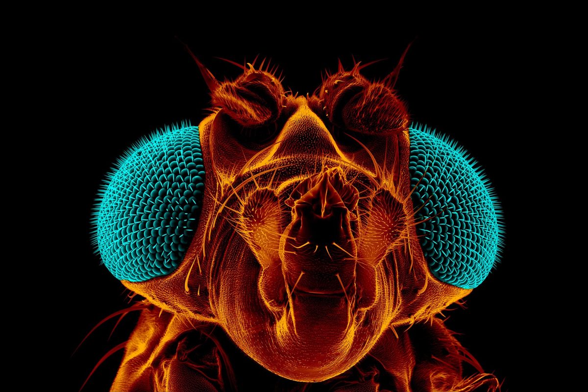 Inside the Fruit Fly’s Brain: A Stunning Journey Through 139,255 Neurons