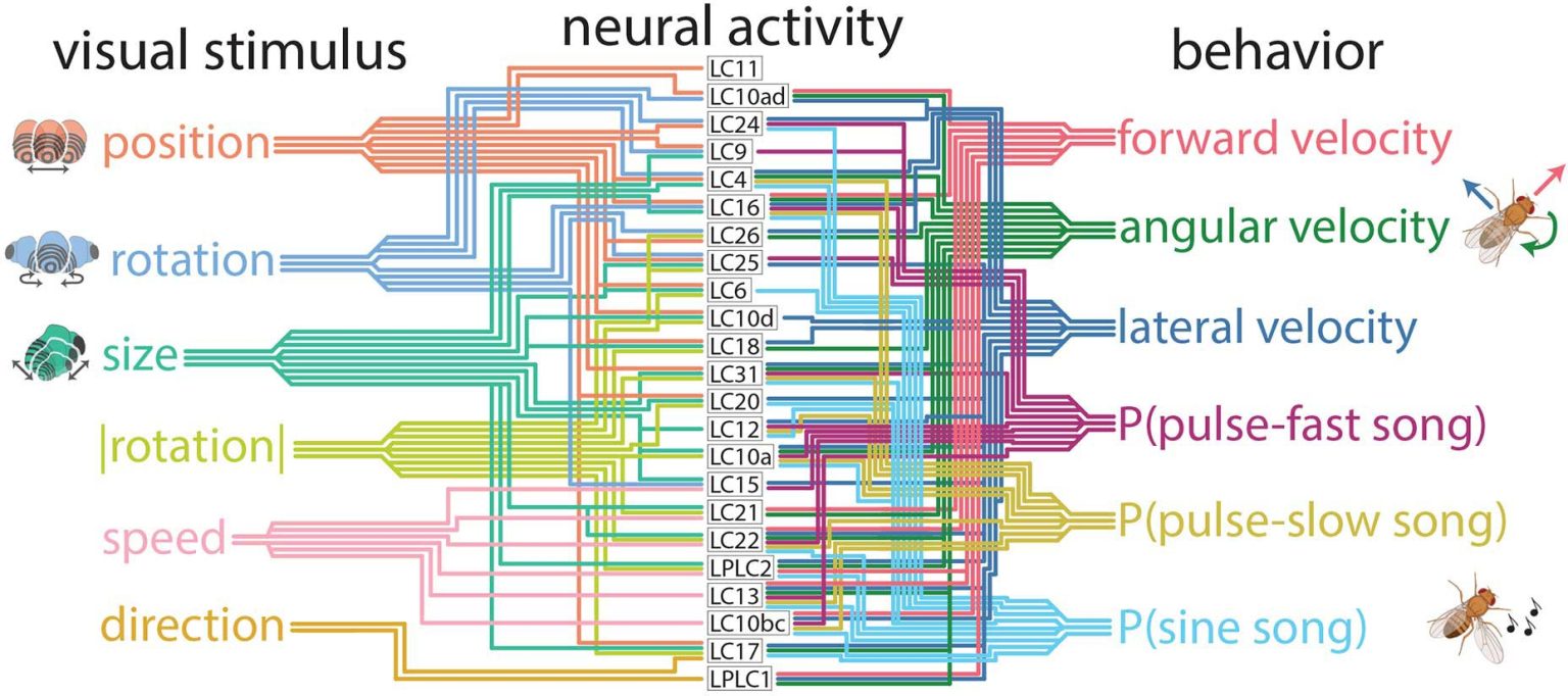 AI Predicts Fruit Fly Behavior With Stunning Accuracy