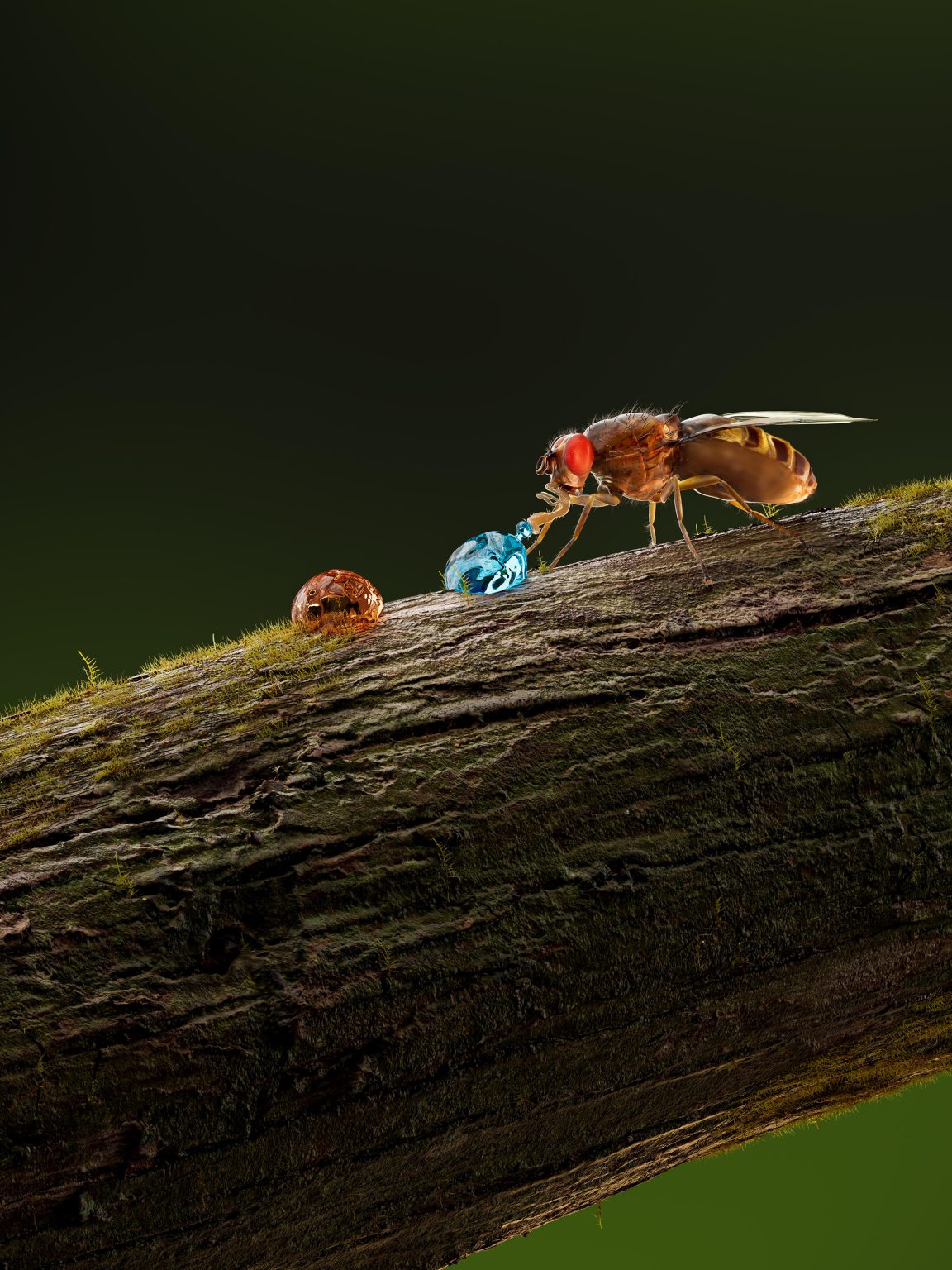 Unraveling the Mystery of Alkaline Taste: Scientists Discover a ...