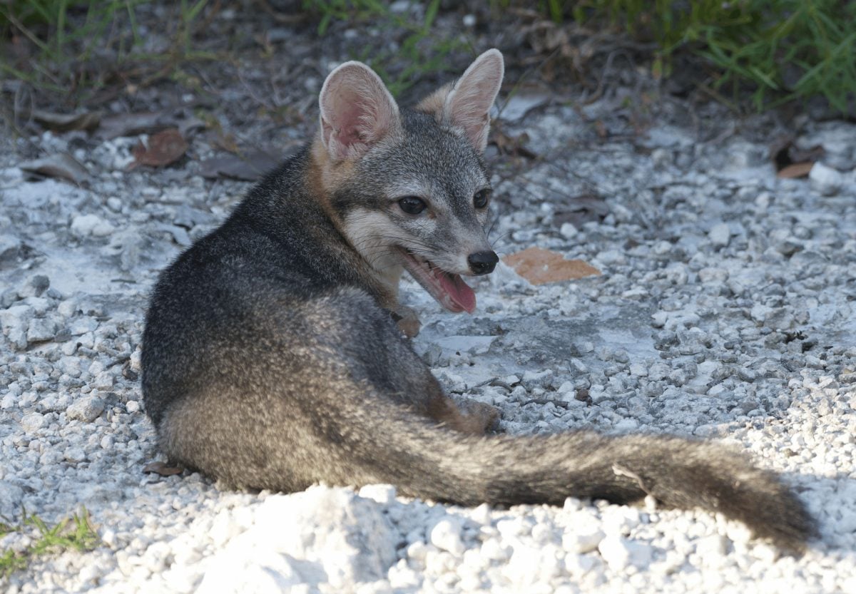 Scientists Rediscover Rare Island Fox Not Seen for More Than 20 Years