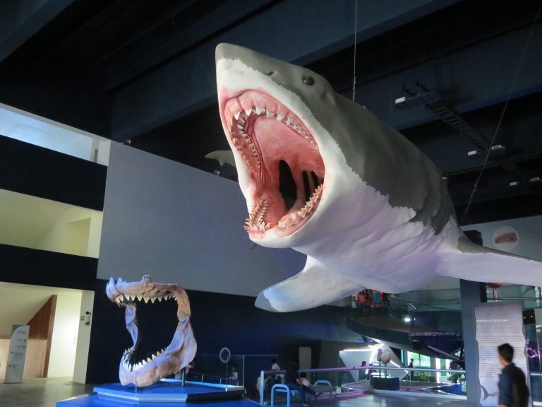 New Research Bites Holes Into Previous Theories About Megalodons – One ...