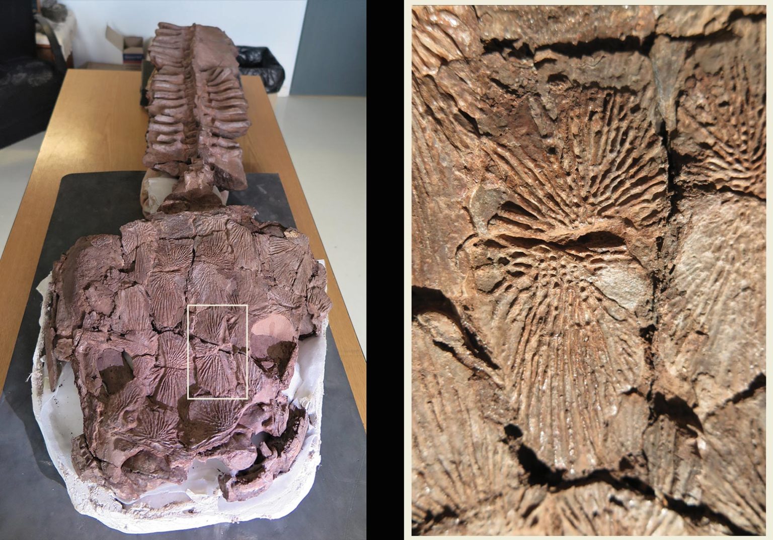 Giant Fossil Discovery in Namibia Challenges Long-Held Evolutionary ...