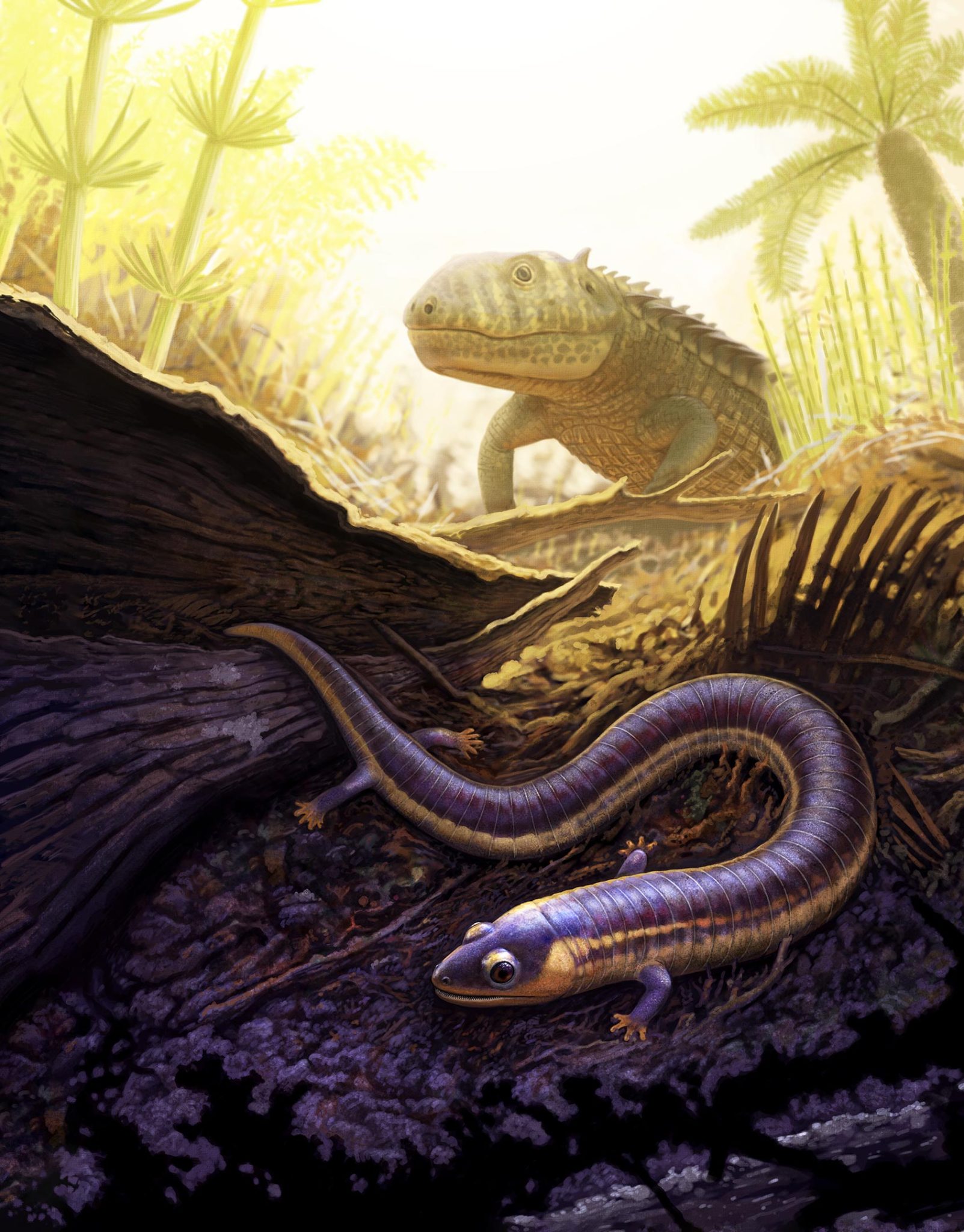 First “Unmistakable” Triassic-Era Caecilian Fossils Discovered ...