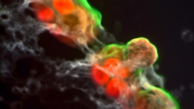 Science News & Research Discoveries - SciTechDaily