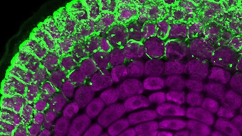 Biofuel News - SciTechDaily