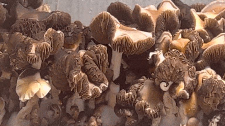 Understanding the Mystifying Function That Fungi Play in Ecosystems