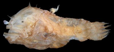 Sexual Parasitism: Deep-Sea Anglerfish Evolved a New Type of Immune ...
