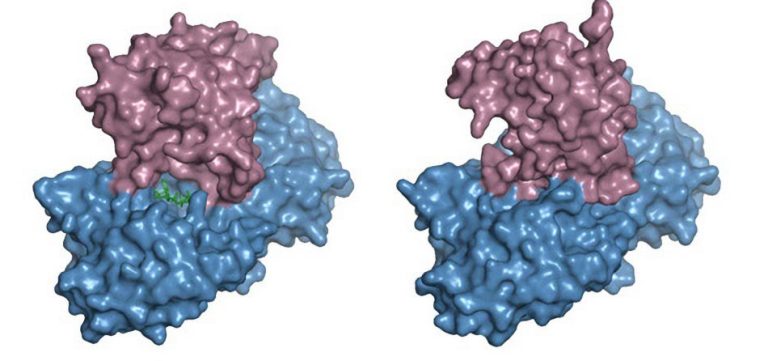 Biochemical Systems That Modulate the Levels of Plant Hormones