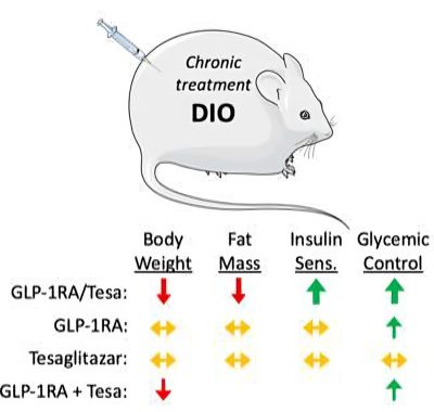 A New Drug Could Treat Type 2 Diabetes