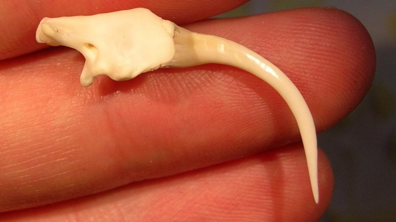 Spider Fangs May Lead to the Development of New Specialized Materials