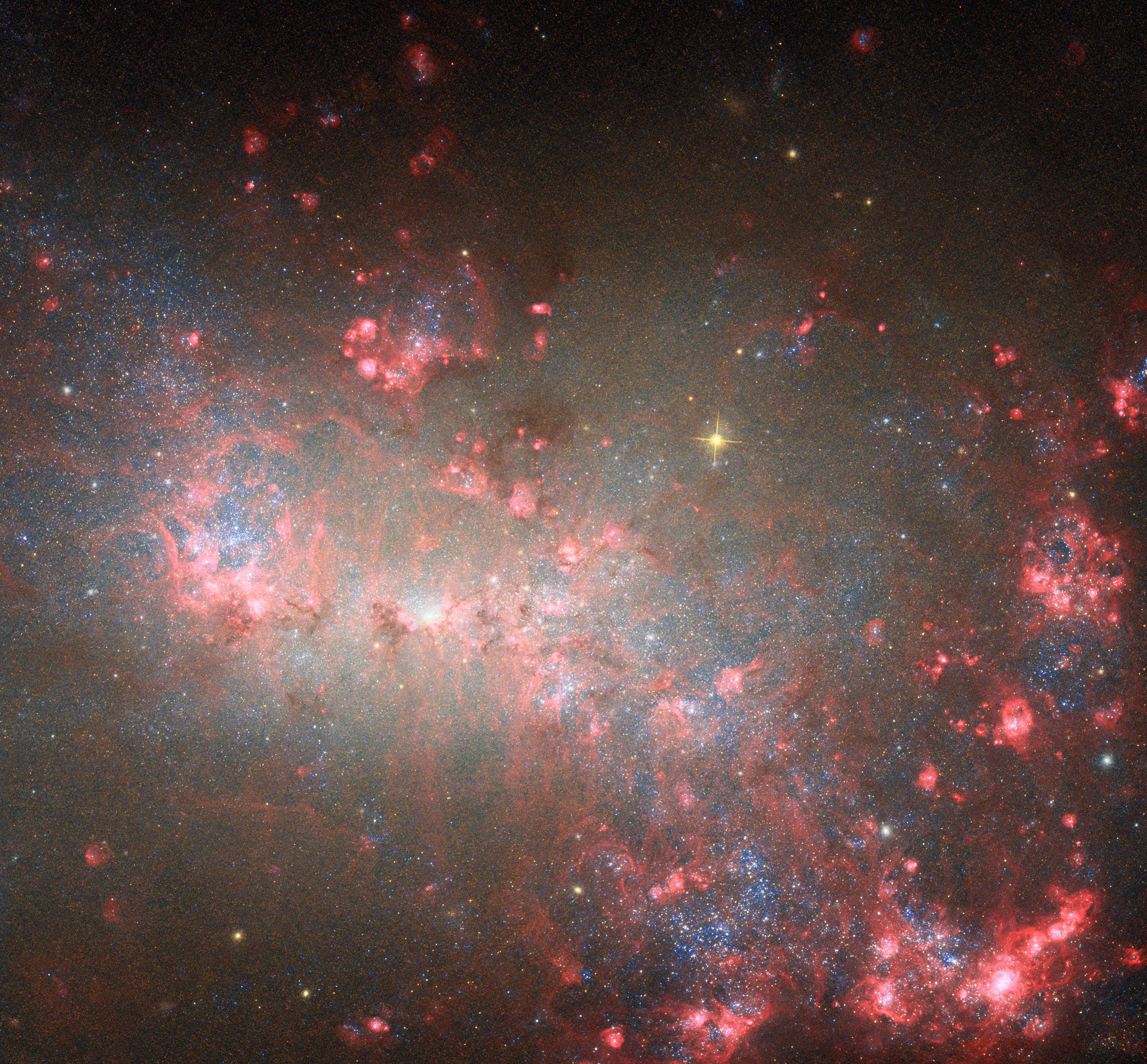 Stellar Fireworks in a Tiny Galaxy: Webb and Hubble Reveal Starburst Secrets