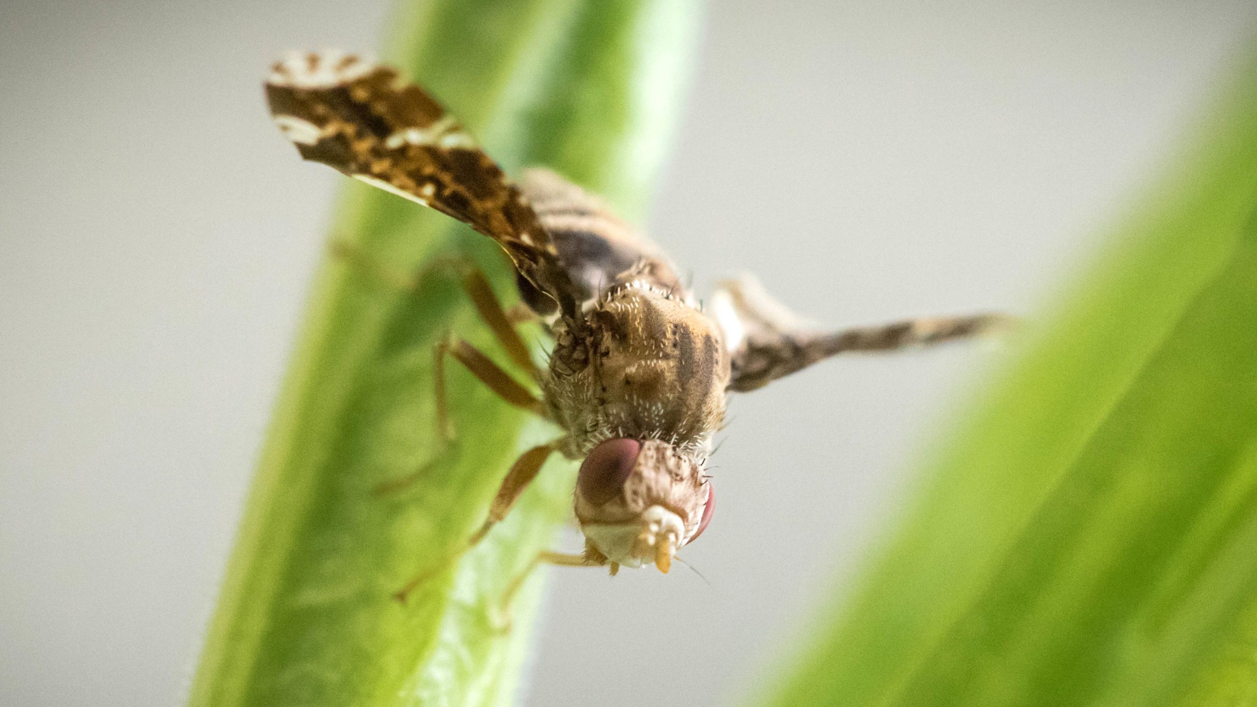 Gall Fly Outmaneuvers Host Plant in Evolutionary Game of “Spy vs. Spy”