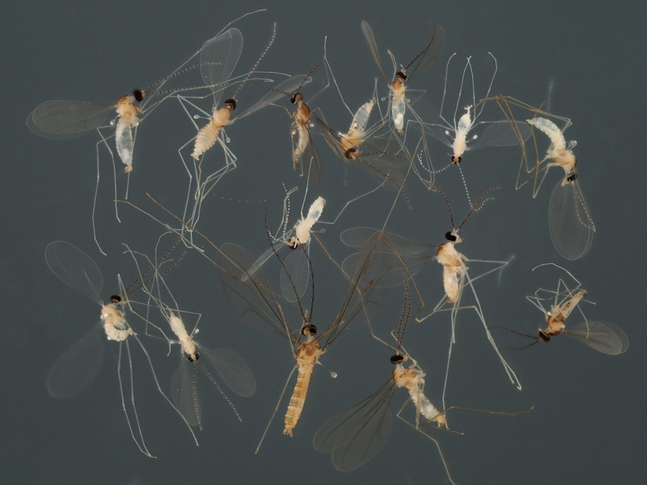 Dark Diversity: DNA Tech Unveils Thousands of New Insect Species