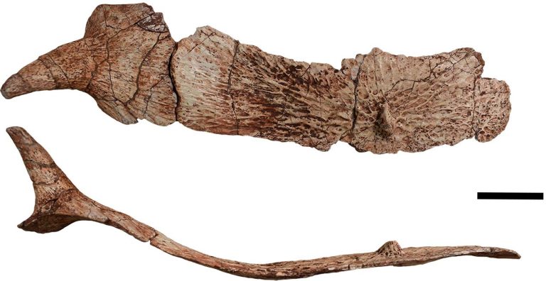 Triassic Titans: New Crocodile Ancestor Discovered in Texas Reveals ...