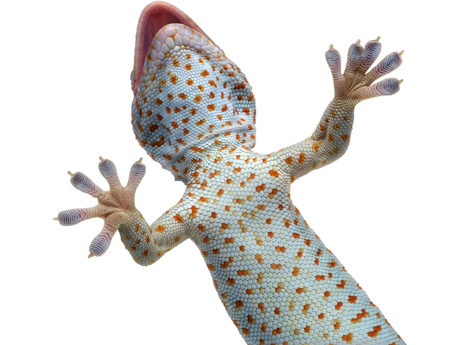 Super-Adhesive "Geckskin" Material Holds 700 Pounds
