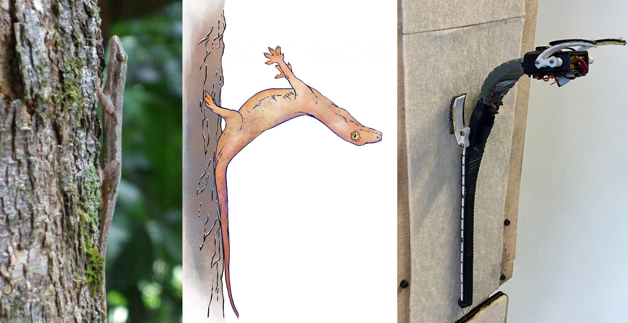 These Incredible Geckos Crash-Land on Rainforest Trees but Don’t Fall ...