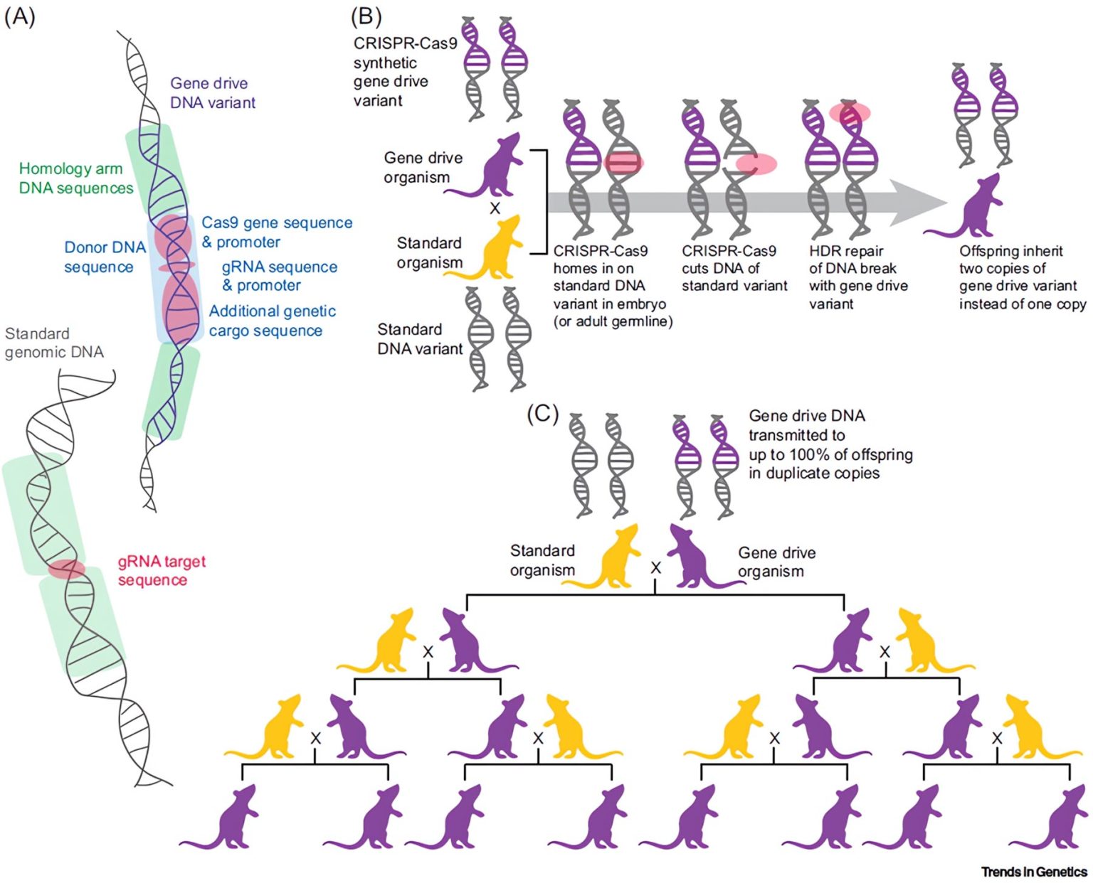Genetic Welding: Unleashing Evolution’s Future or Playing With Ethical ...