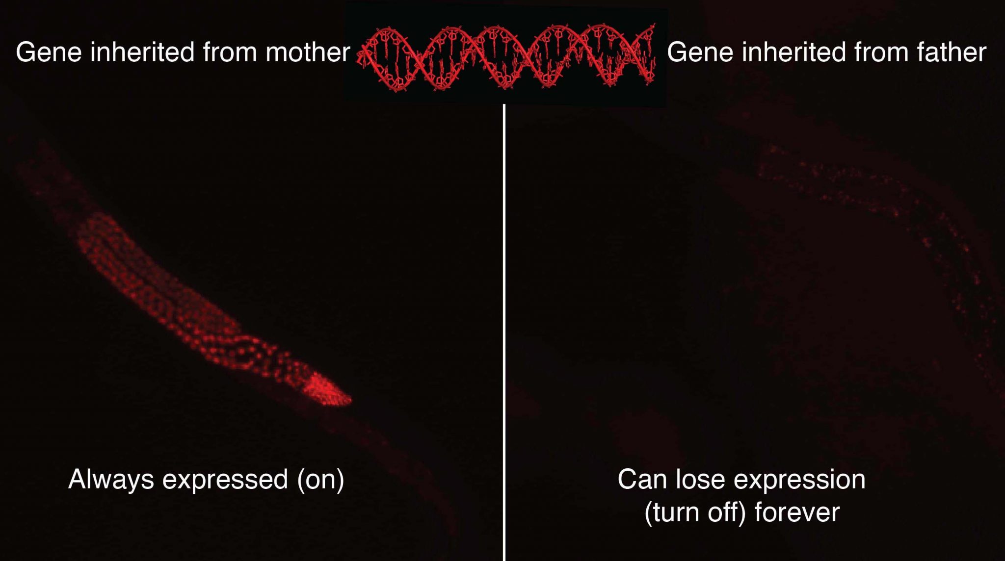 Scientists Discover That Mating Can Cause Epigenetic Changes That Last ...