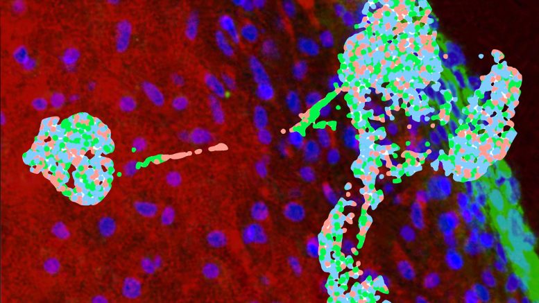 Biomedical Engineering News - SciTechDaily