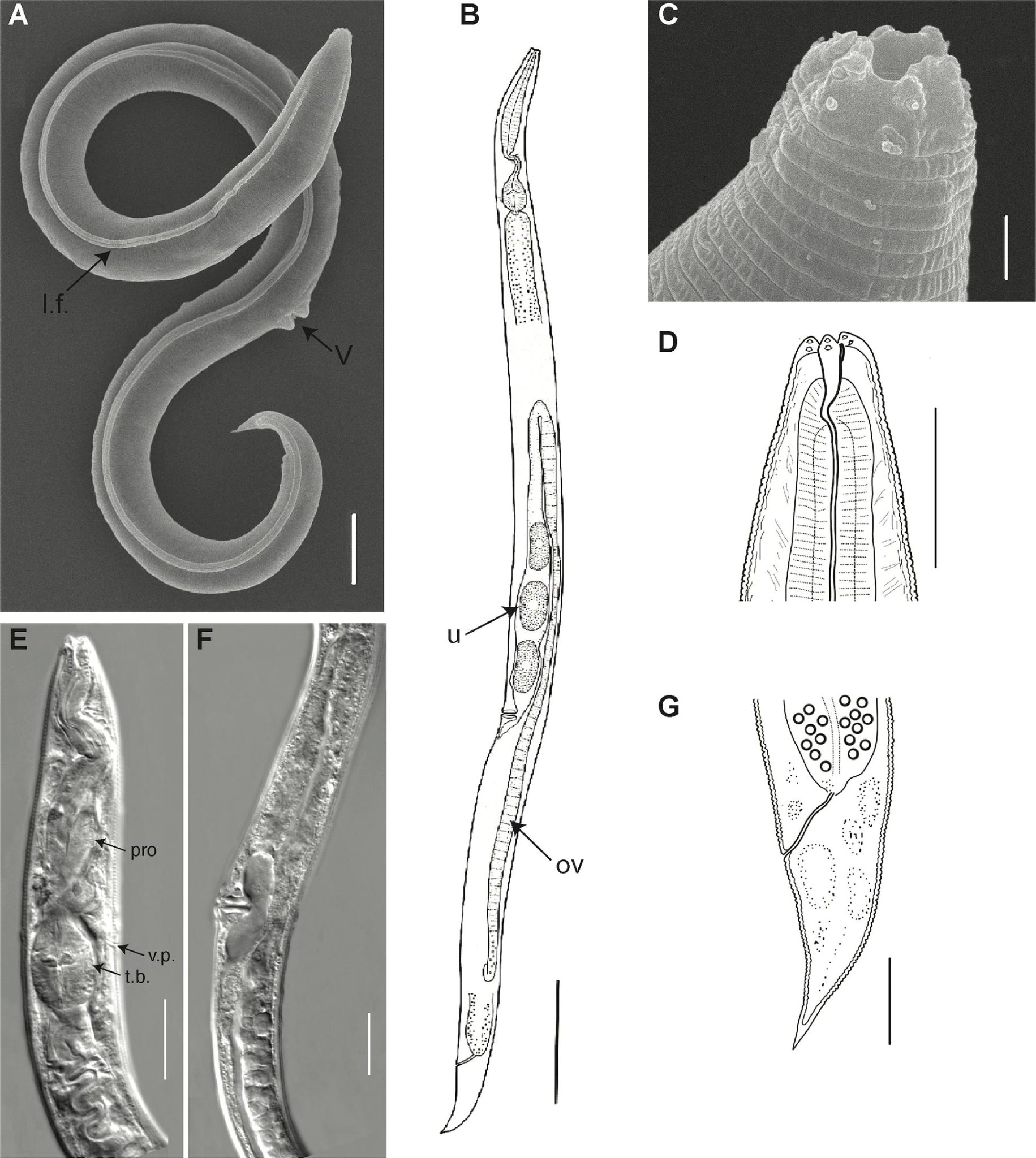 Awakening the Ancient: A 46,000-year-old Nematode Reanimated From ...