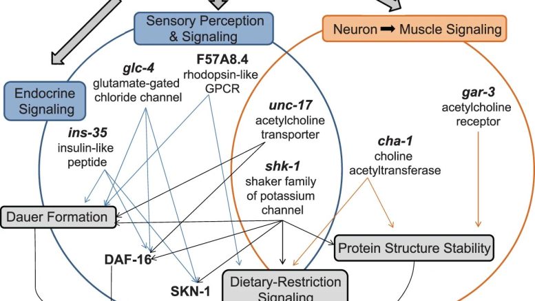 High Blood Pressure Medication Shown To Slow Aging and Extend Lifespan