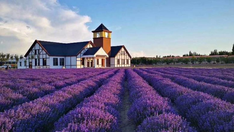 Evolutionary Origin of Skin Colors Revealed by Genetic Mutation in Snakes