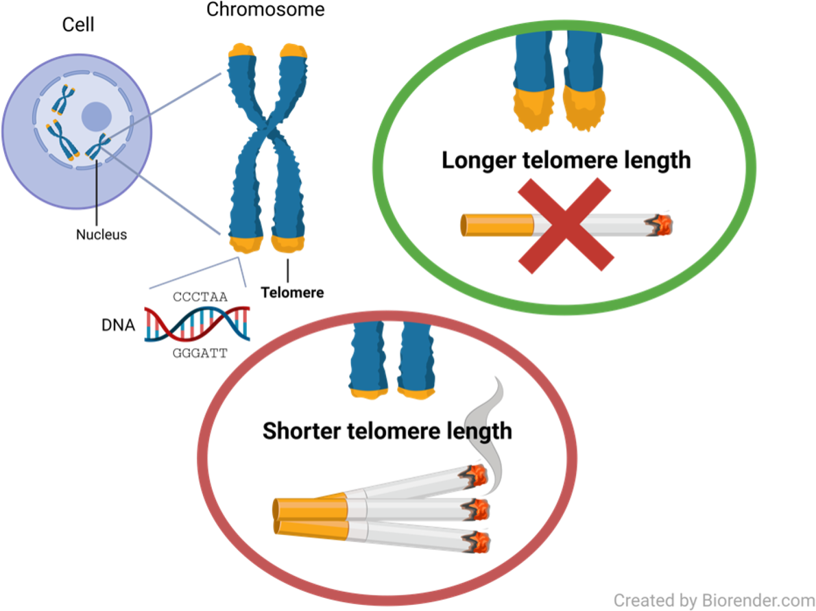 Genetic Evidence Shows That Smoking Can Cause Us to Age Faster