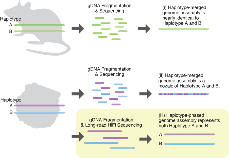 Genetic Research Reveals Molecular Fingerprint Behind Beautiful Pearls