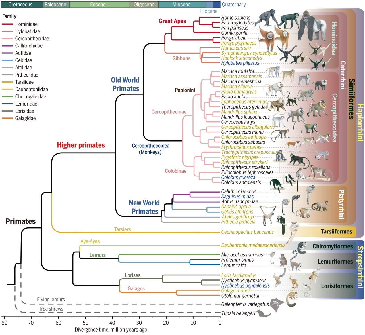 New Research Unlocks Hidden Secrets of Primate Evolution