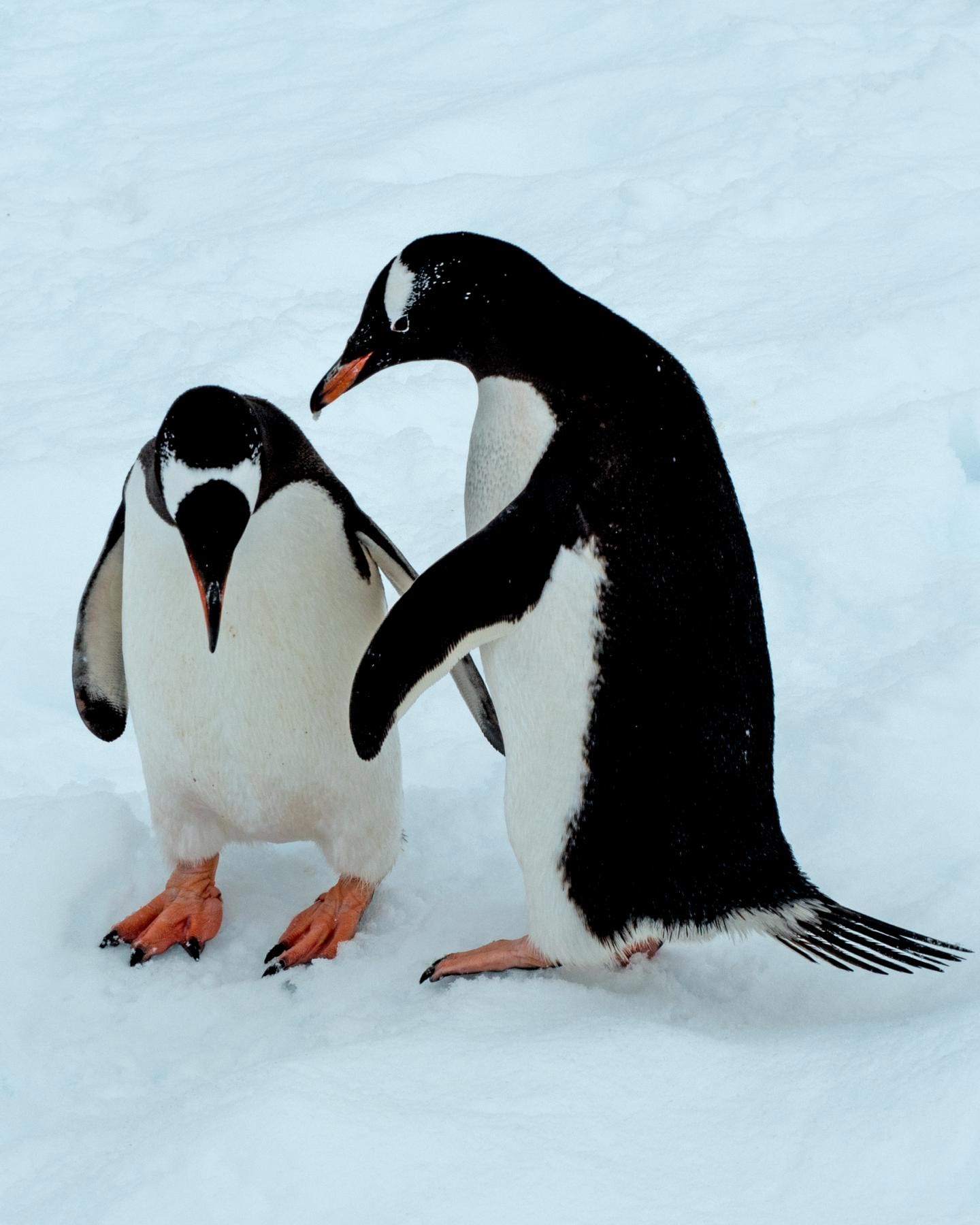 March of the Multiple Penguin Genomes – Extensive Study Provides ...