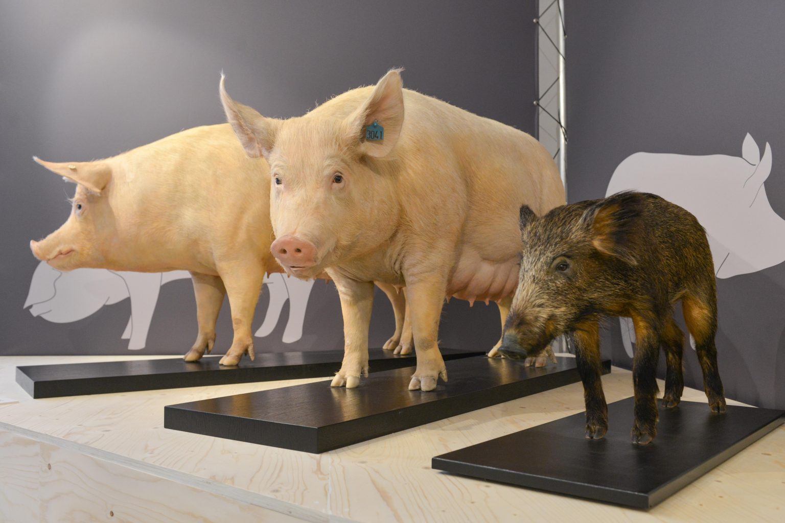 Humans Accelerate Evolution More Than Thought: Pig Skulls Have Changed ...