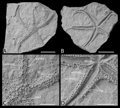 Jurassic Fossils Reveal a Sea Star Surprise, Shifting Evolutionary ...