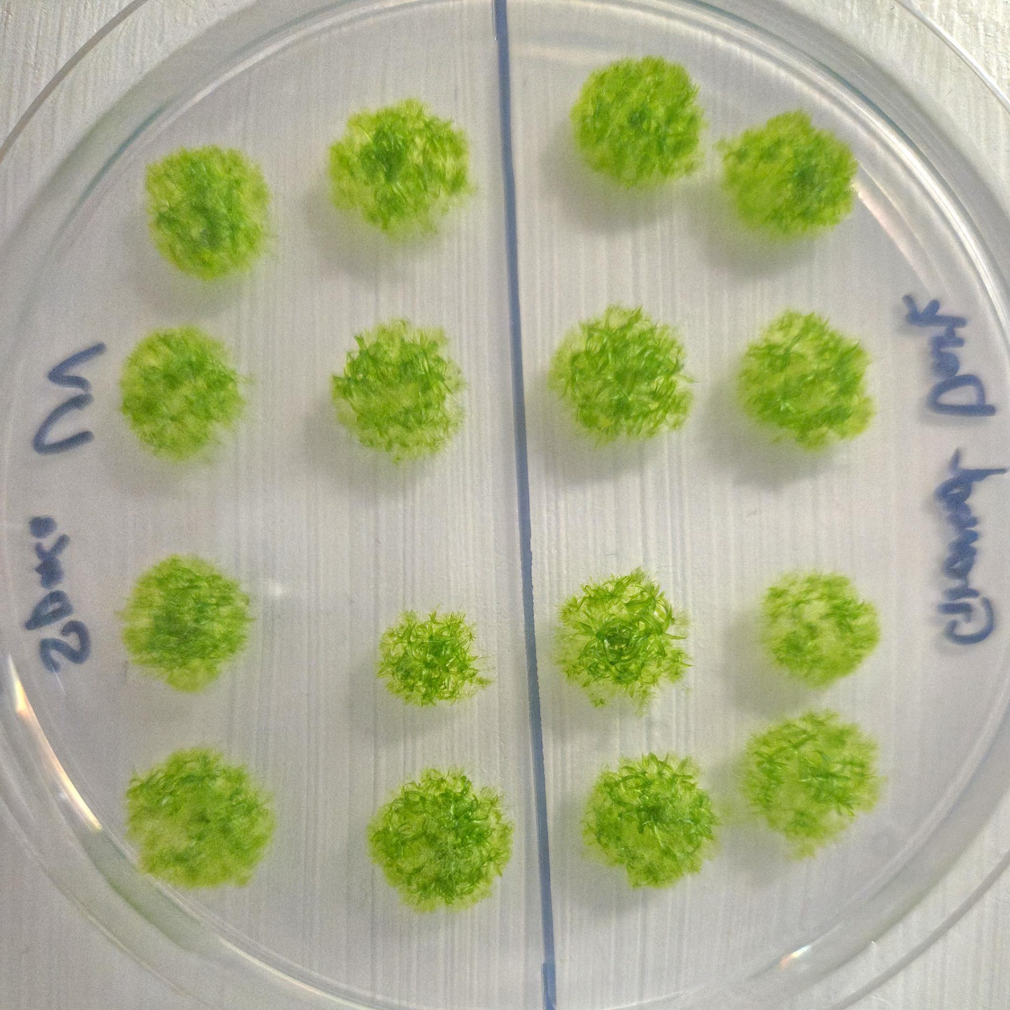 Scientists Stunned as Moss Survives 9 Months in Open Space