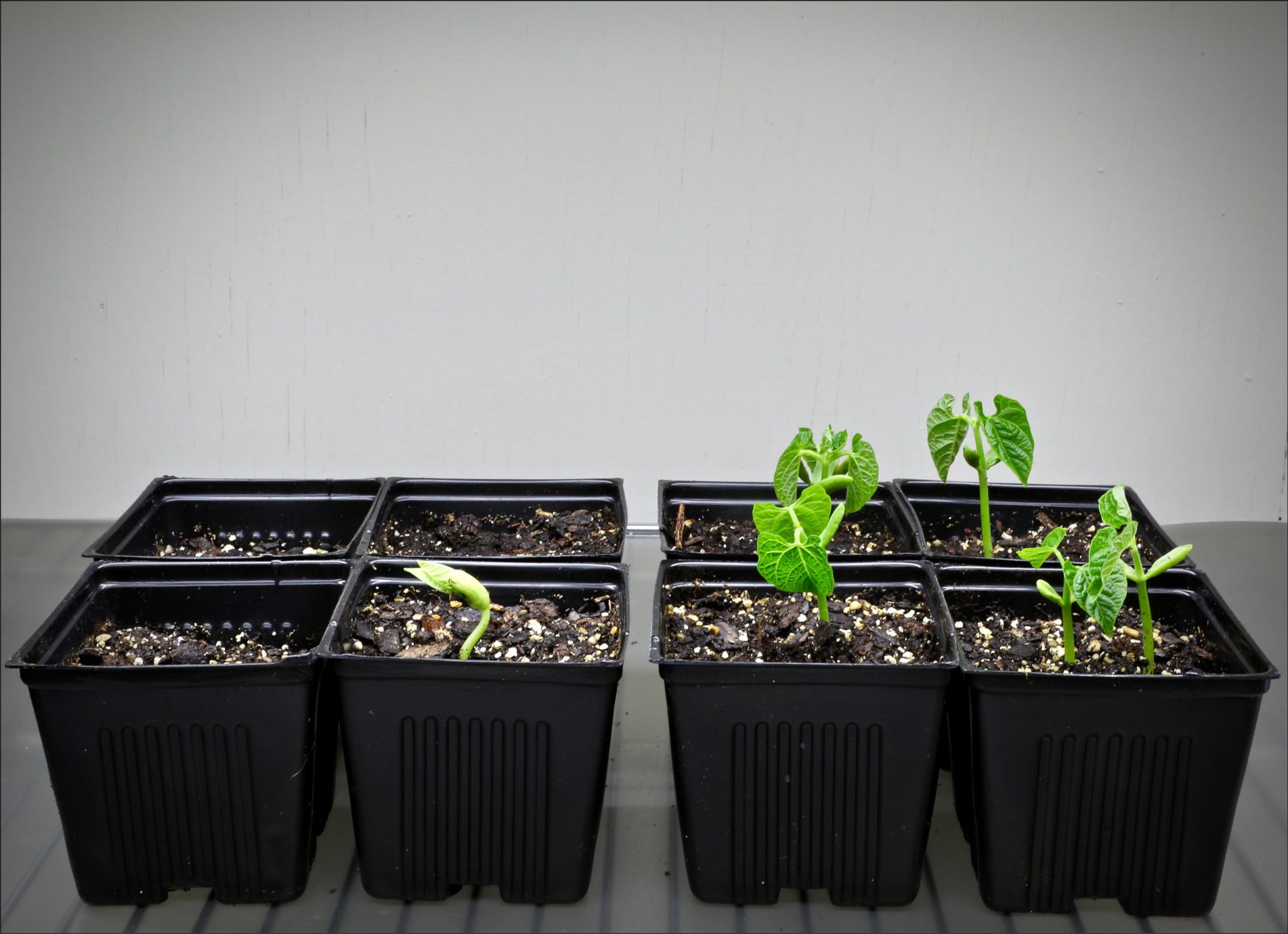 Seeds Coated With Fertilizer-Generating Microbes May Enable Agriculture ...