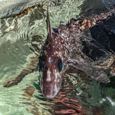 The Elusive Ghost Shark – Unlocking Secrets of One of the Strangest ...