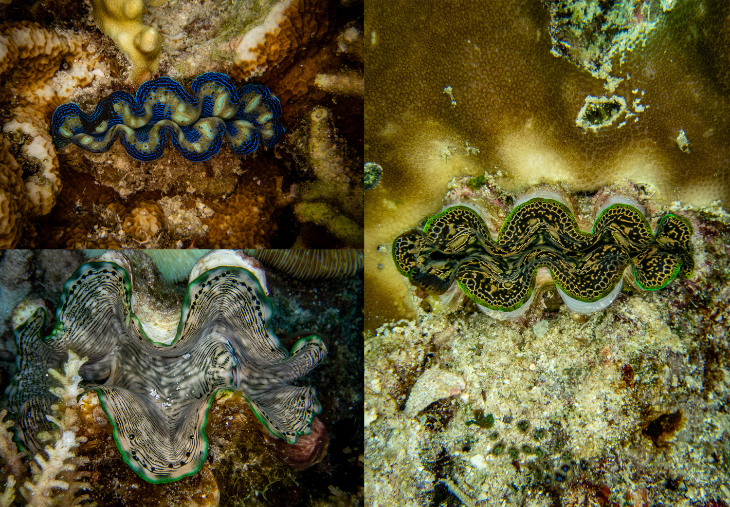 Now Critically Endangered: Giant Clams Face Extinction Crisis