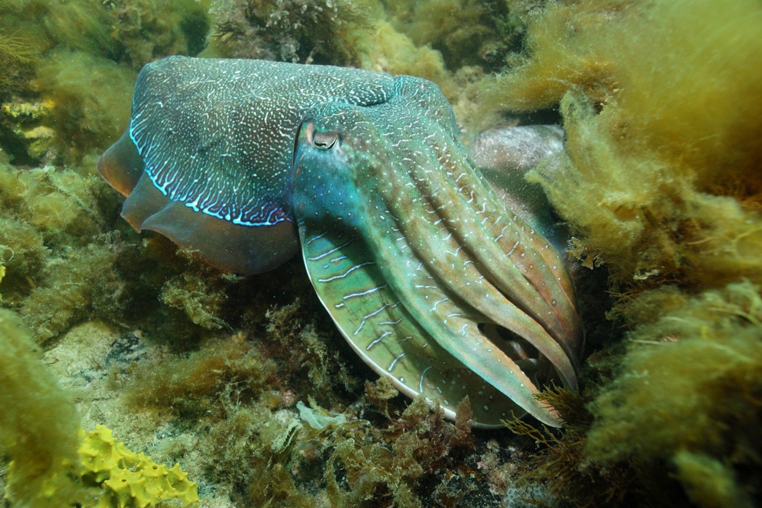 Truly Giant Cuttlefish in False Bay, South Australia