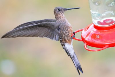Discovering the Hidden Species Among Giant Hummingbirds